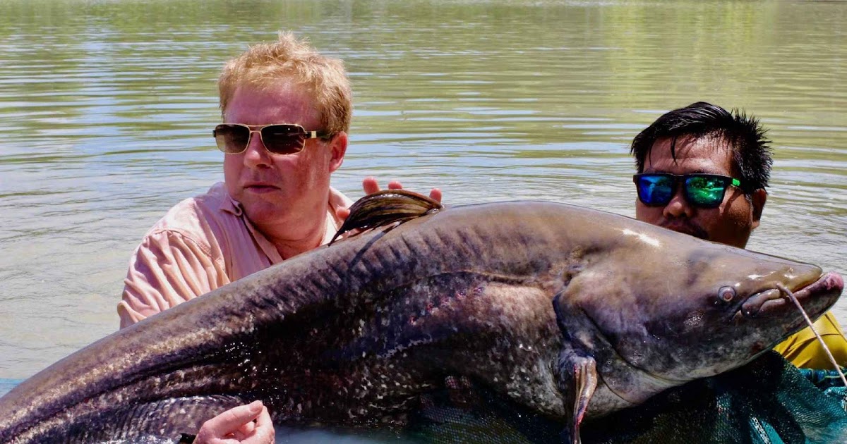 Gallery Fish 2U: Tapah Fish