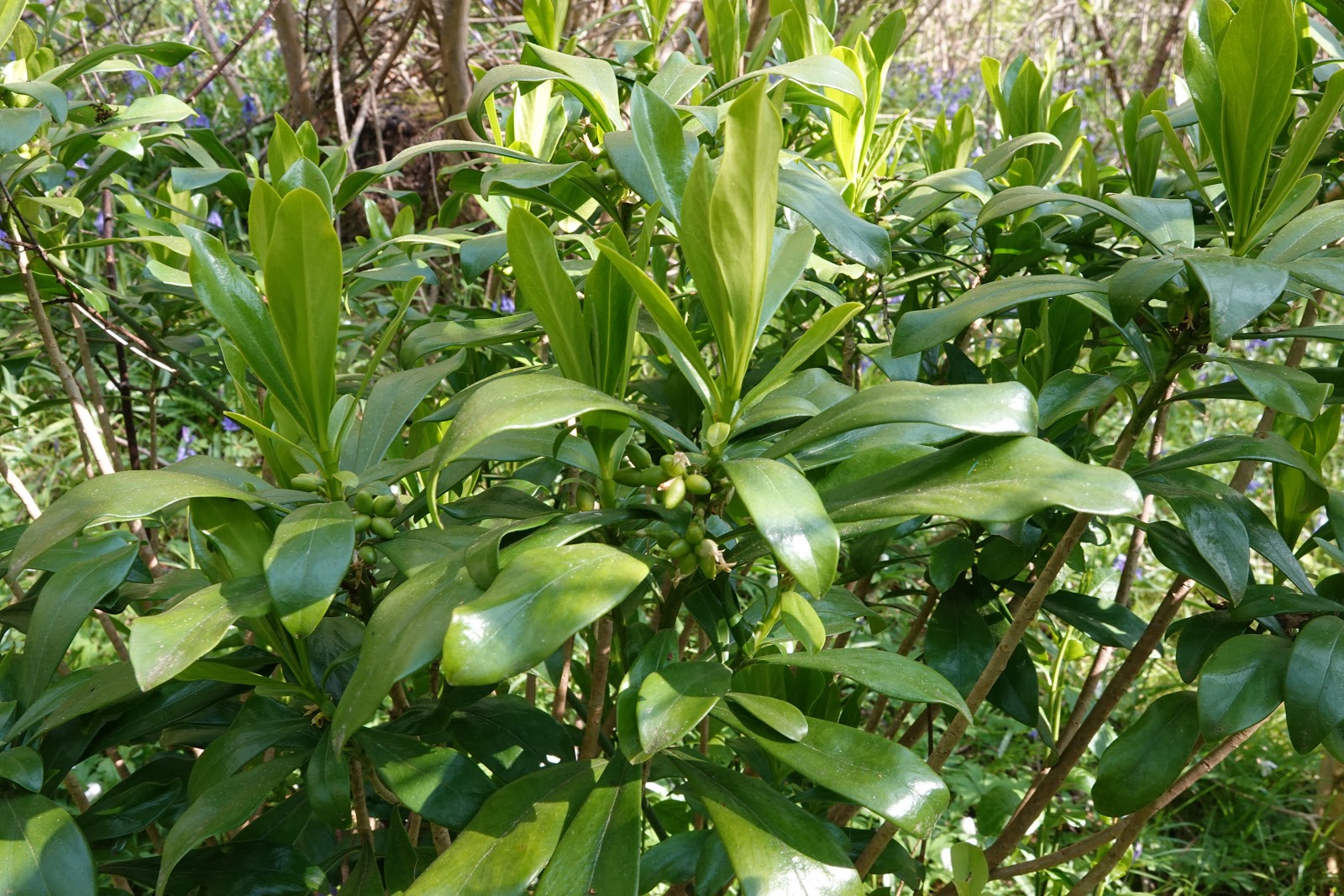 Blue Eyed Birder: Green Urban Birding: Rede Common – Great Crabbles ...