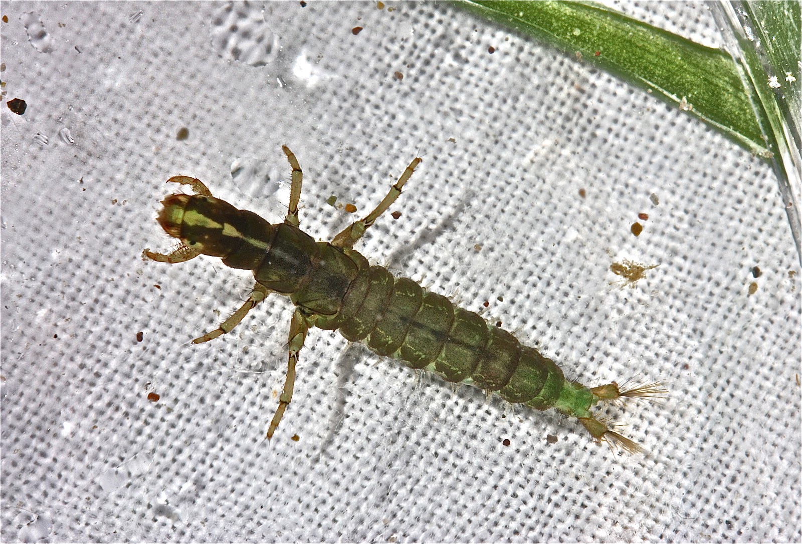 Aquatic Insects of Central Virginia: A Montana Sampler