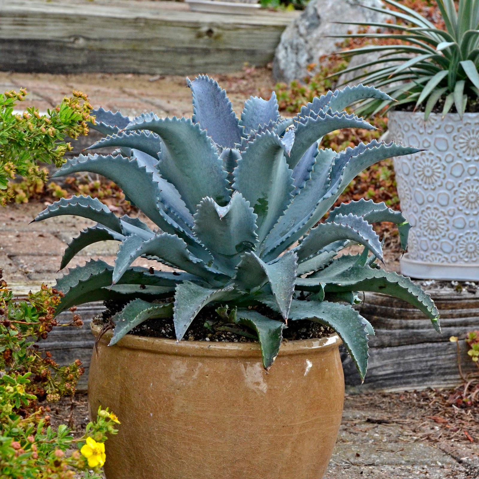 2018: the year of the mangave