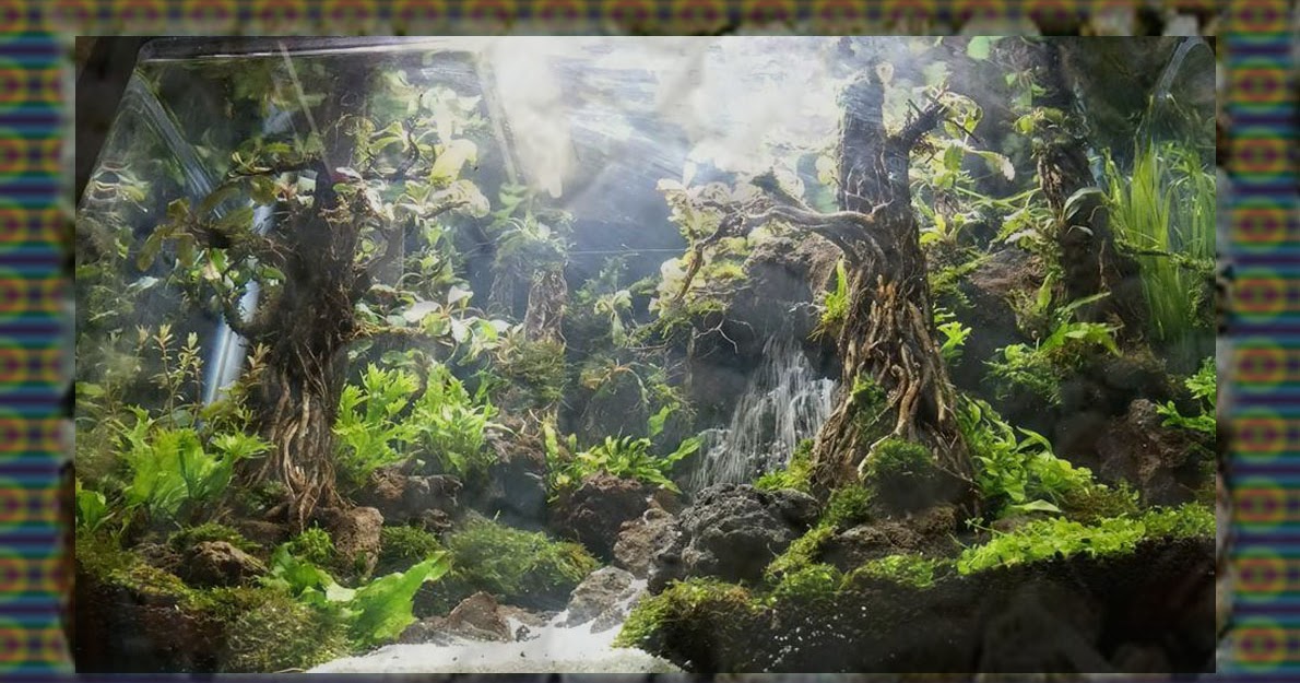 6 Desain Keren Aquascape Tema Hutan Bagian 1 Aquascape Design ...