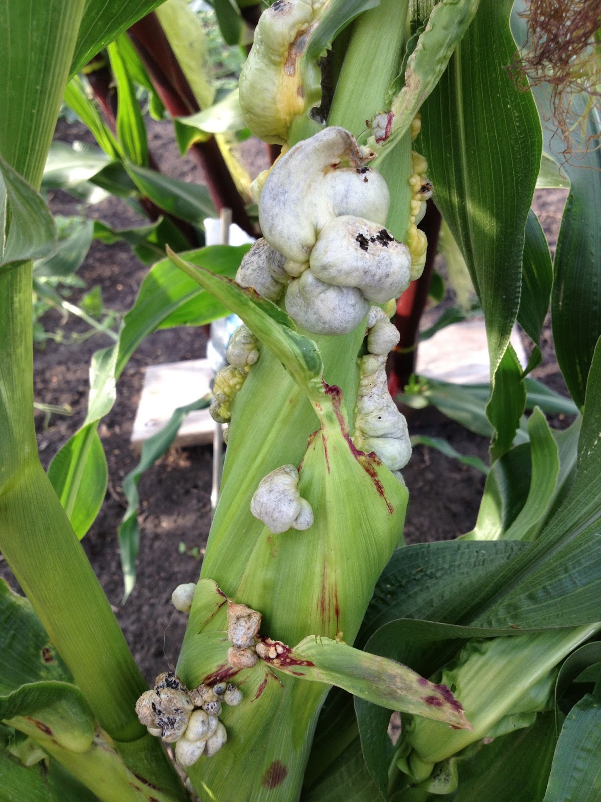 Second Chance Ranch: Corn Smut and Other Surprises