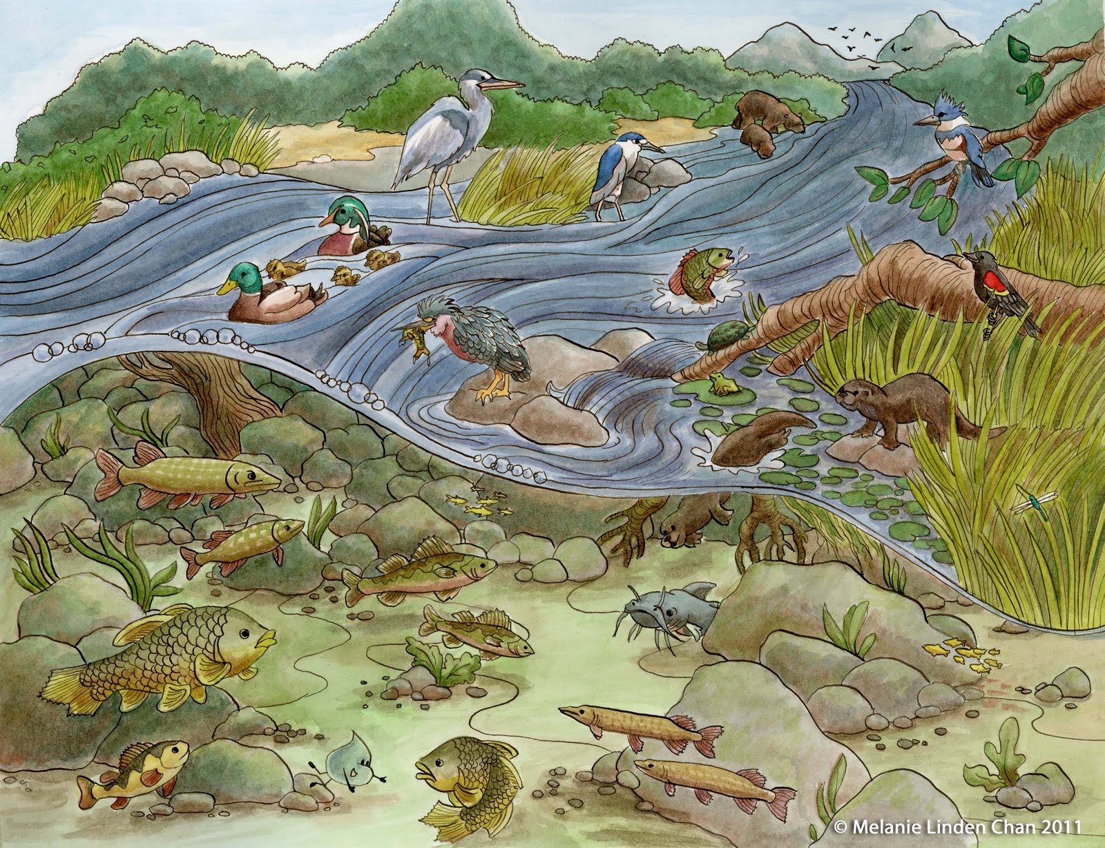 It's a Hoot!: From Start to Finish: River Habitat!