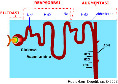 E Learning MAN 1 Medan: Pembentukan Urin
