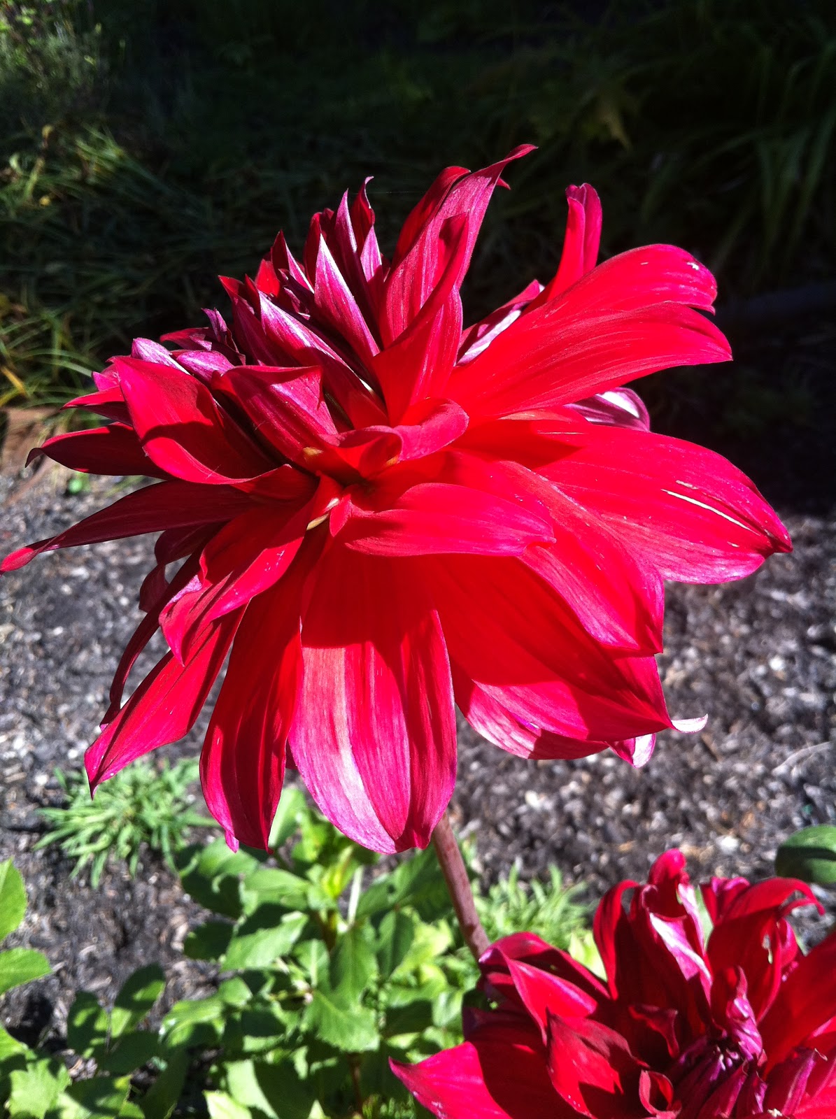 Plants plants and more plants: Pretty Red Flowers