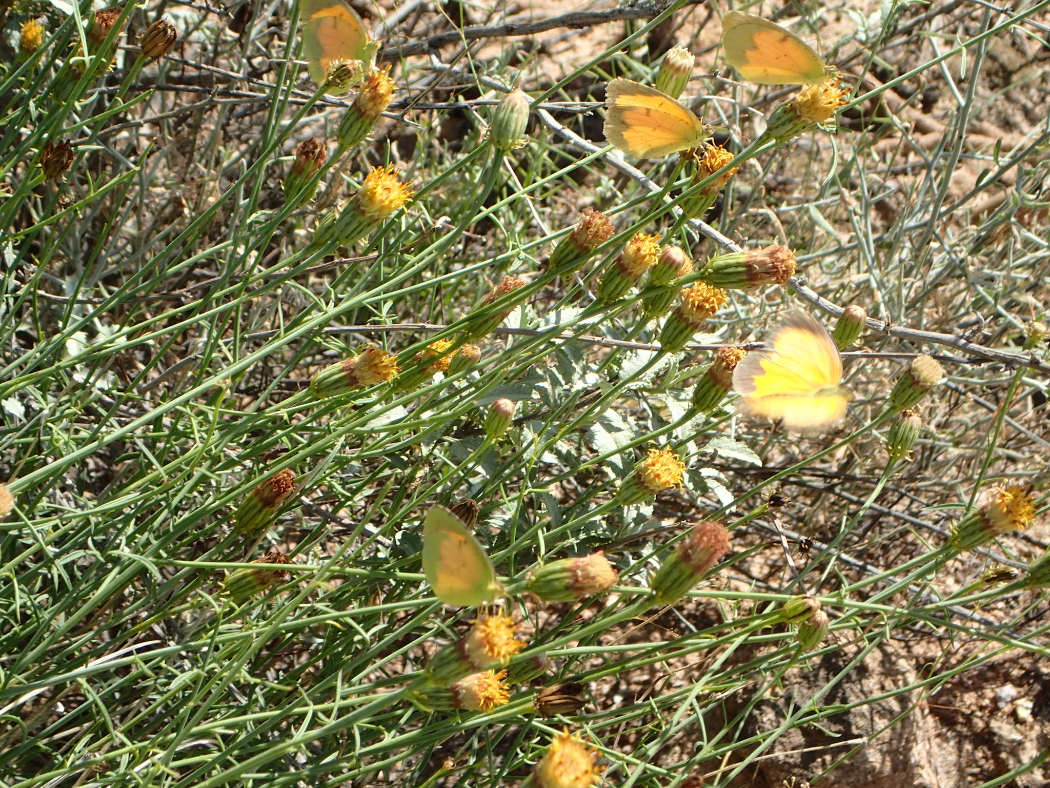 Arizona: Beetles, Bugs, Birds and more: Wolfberry bugs