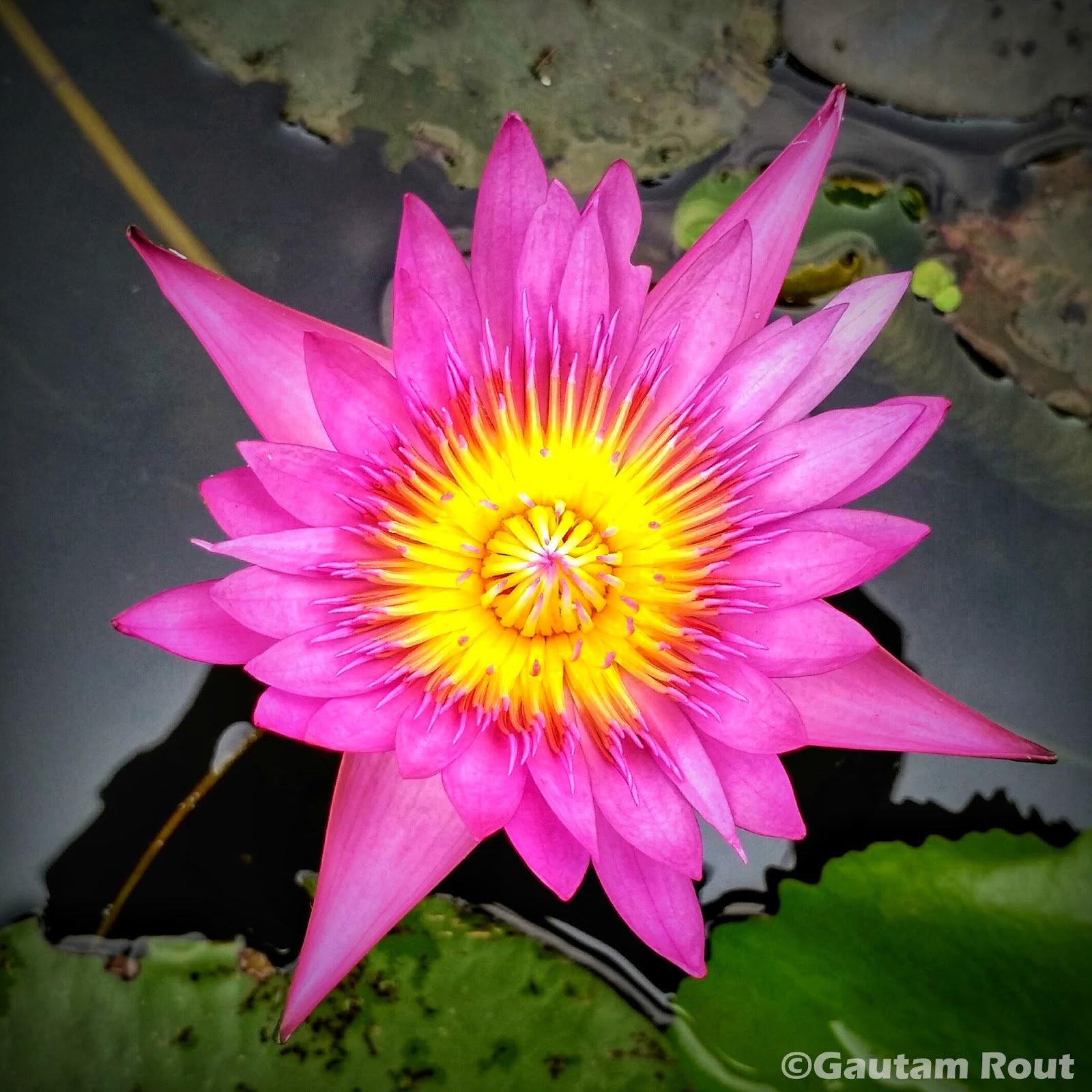 Ekamravan, Bhubaneswar