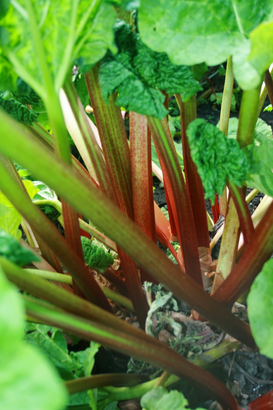 The Fruit Growing Expert: The 5 best Rhubarb varieties to grow