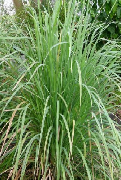 Medicinal Plants: Lemon grass part 2
