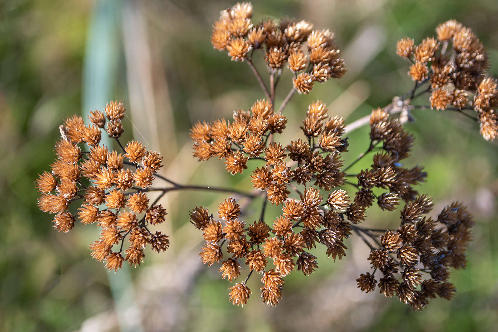 Wanderin' Weeta (With Waterfowl and Weeds): Brown yarrow