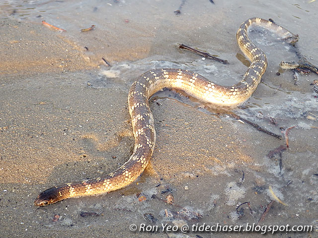 tHE tiDE cHAsER: Snakes (Phylum Chordata: Suborder Serpentes) of Singapore