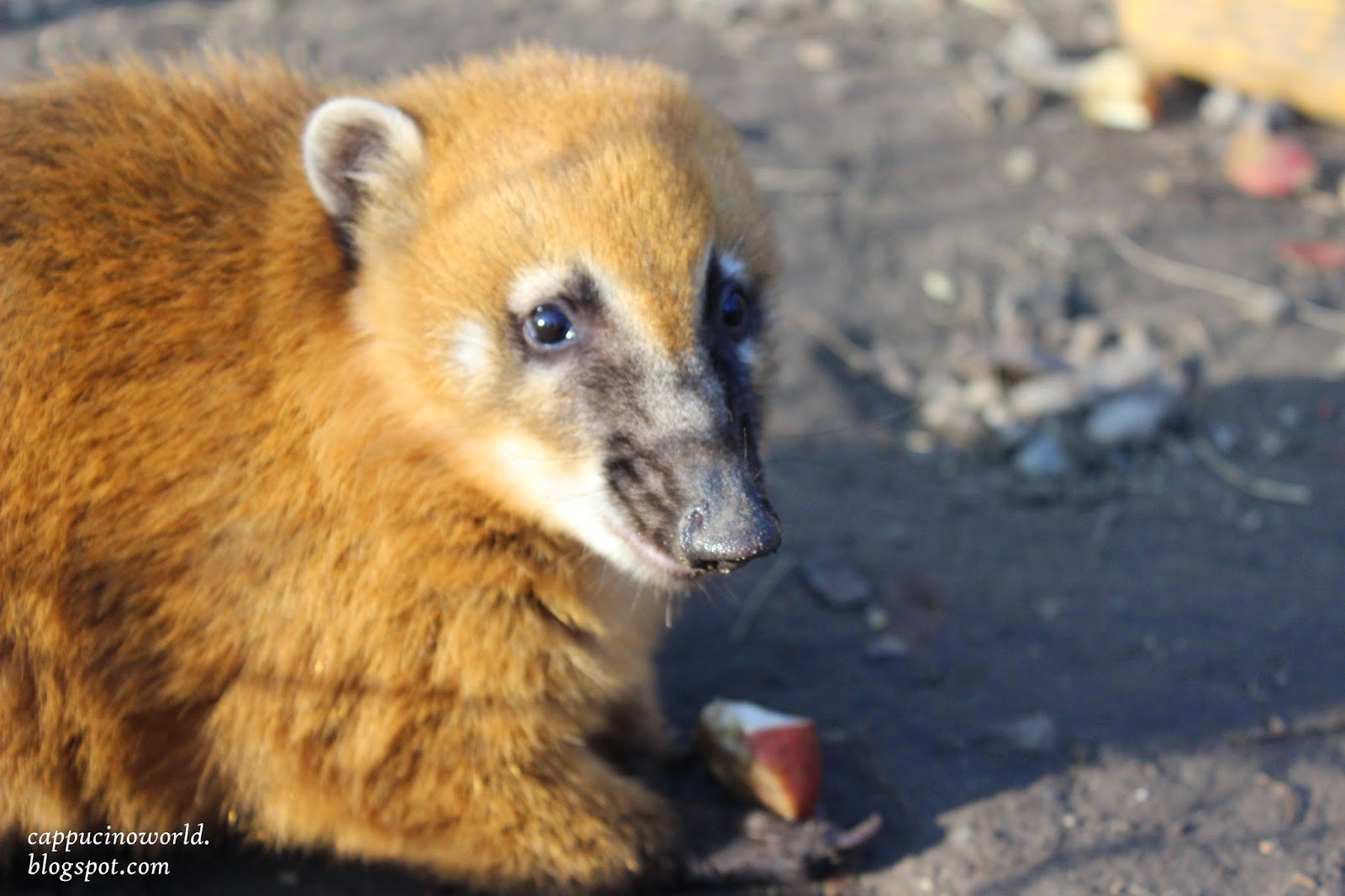 Cappucino World: Ostronosy!