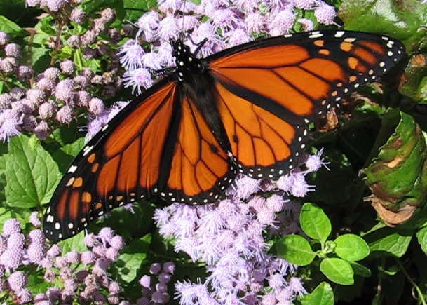 Pollinators: Monarchs and their Enemies