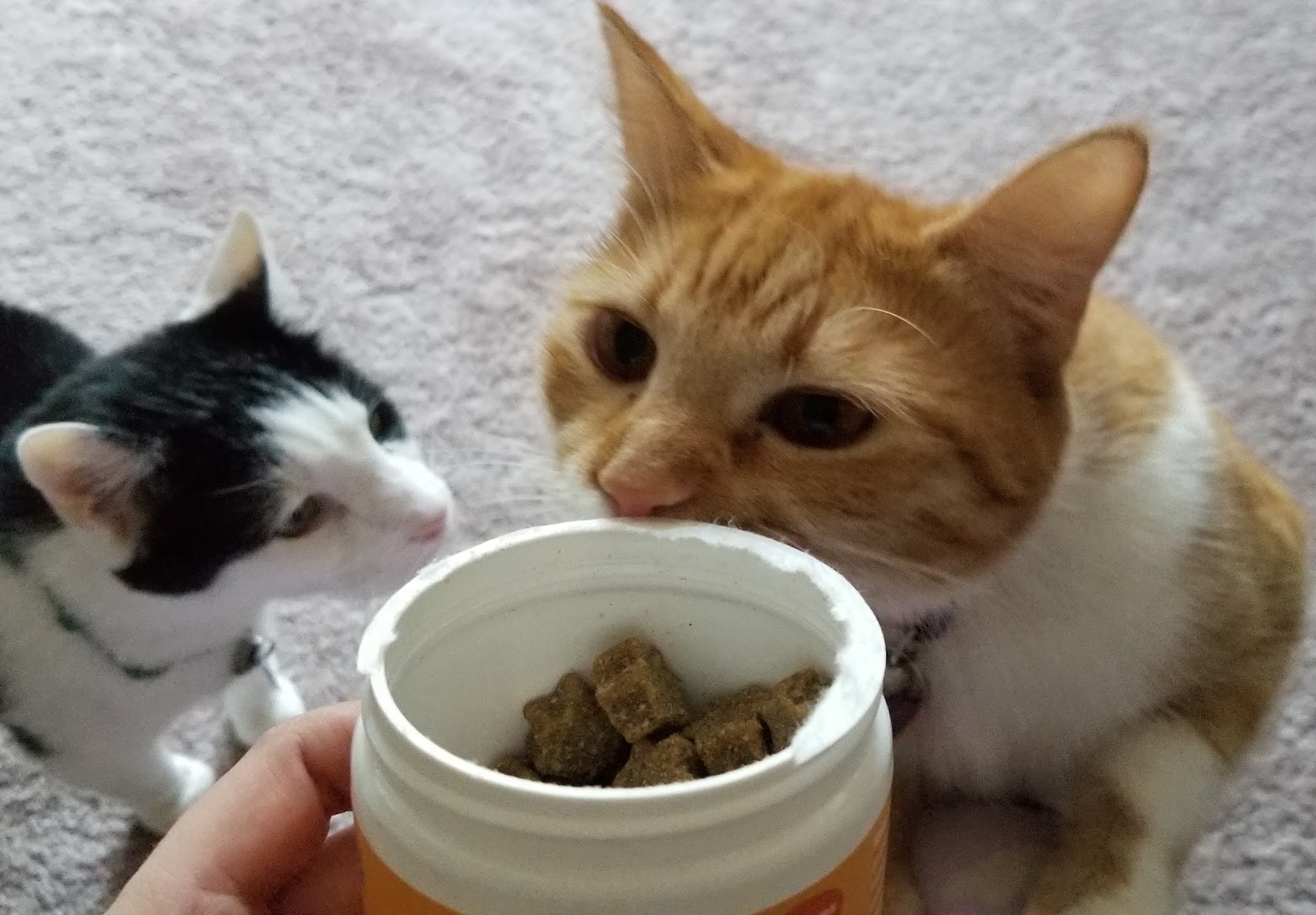 The Soap Lady: Review of Zesty Paws Calming Bites™ for Cats.