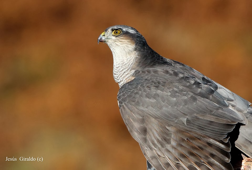Jesús Giraldo Gutiérrez del Olmo. Visión natural: ACCIPITER NISUS ...