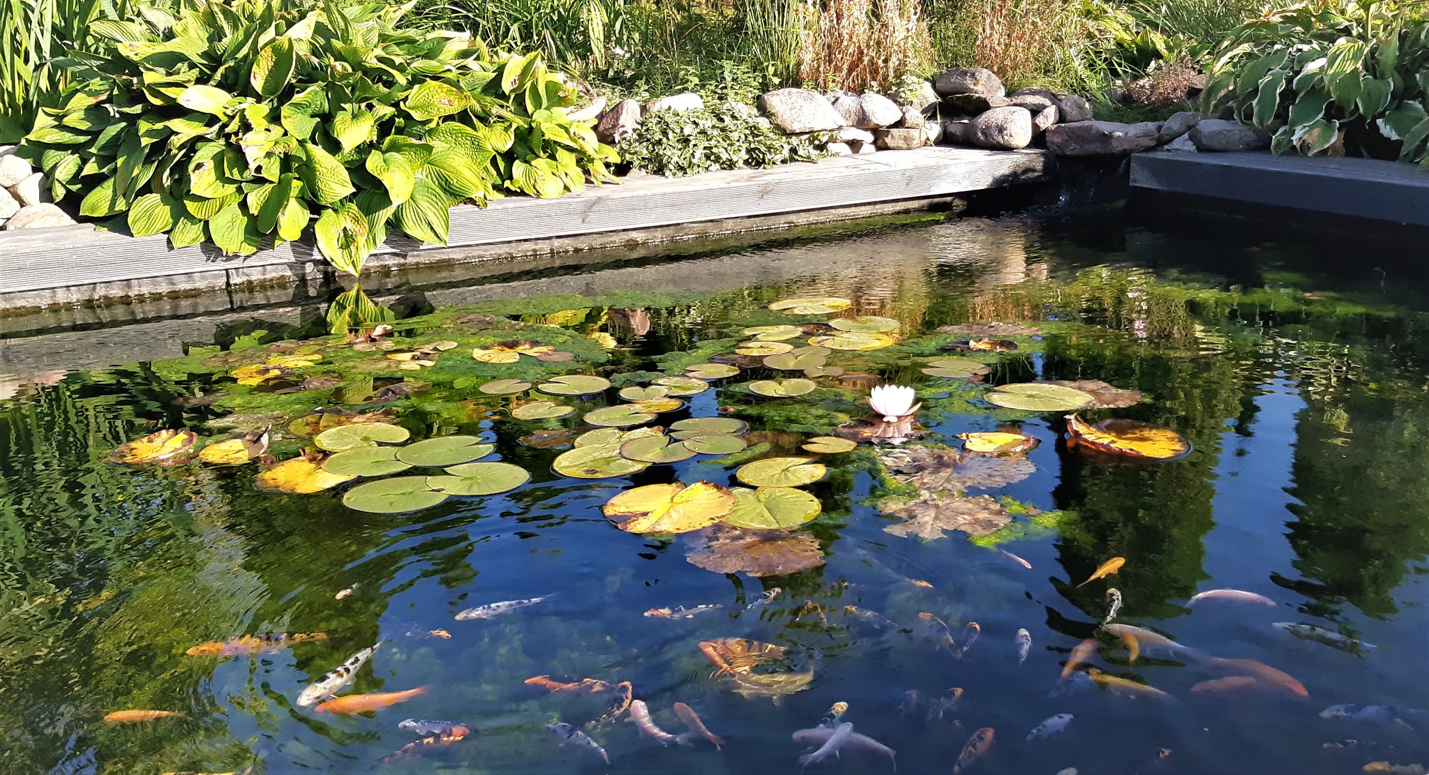 Palju kisa, vähe villa...: 2020