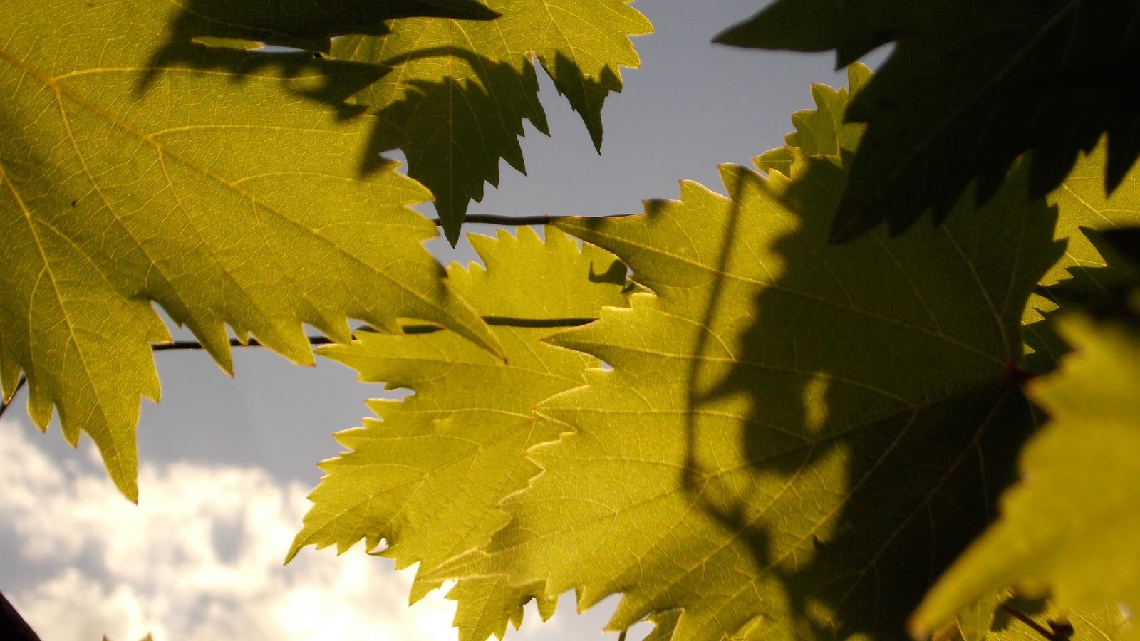 Parra de uva wallpapers HD