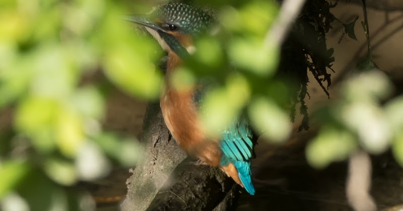 Pembrokeshire Birds: Blackpool Mill and Landshipping areas