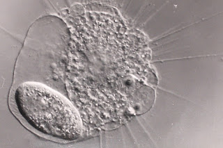 HELIOZOO´S: Tipos de Heleozoa