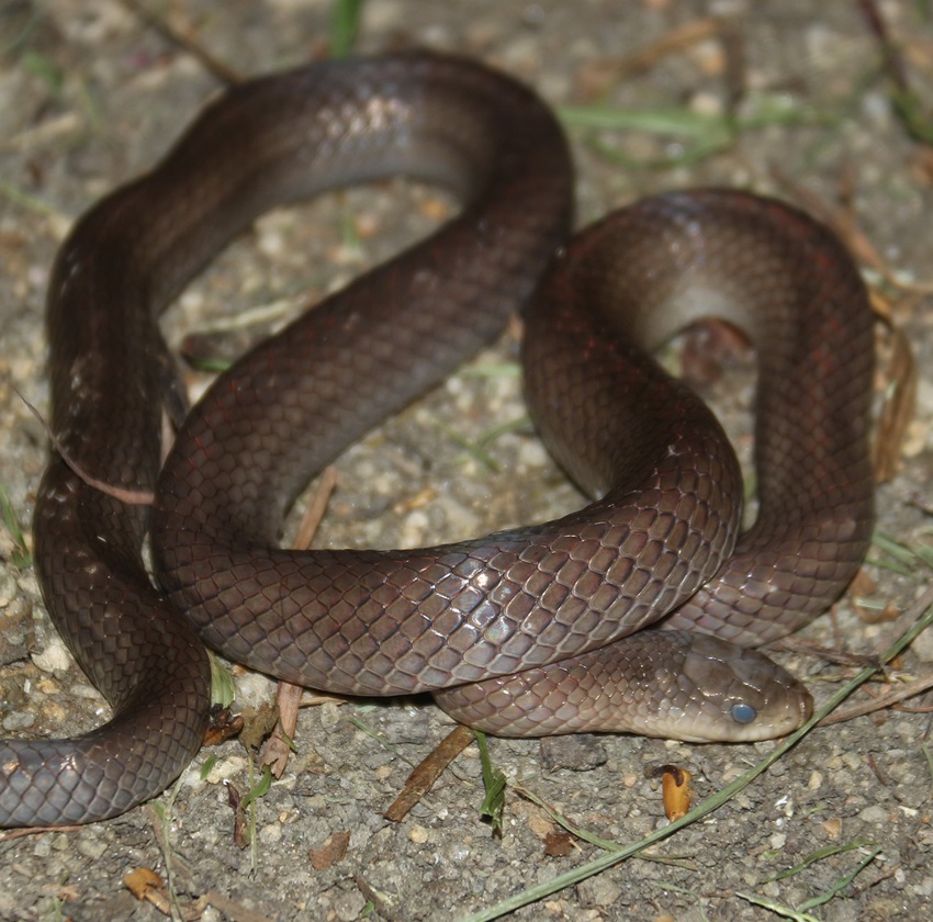 Species New to Science: [Herpetology • 2021] Oligodon phangan & O ...