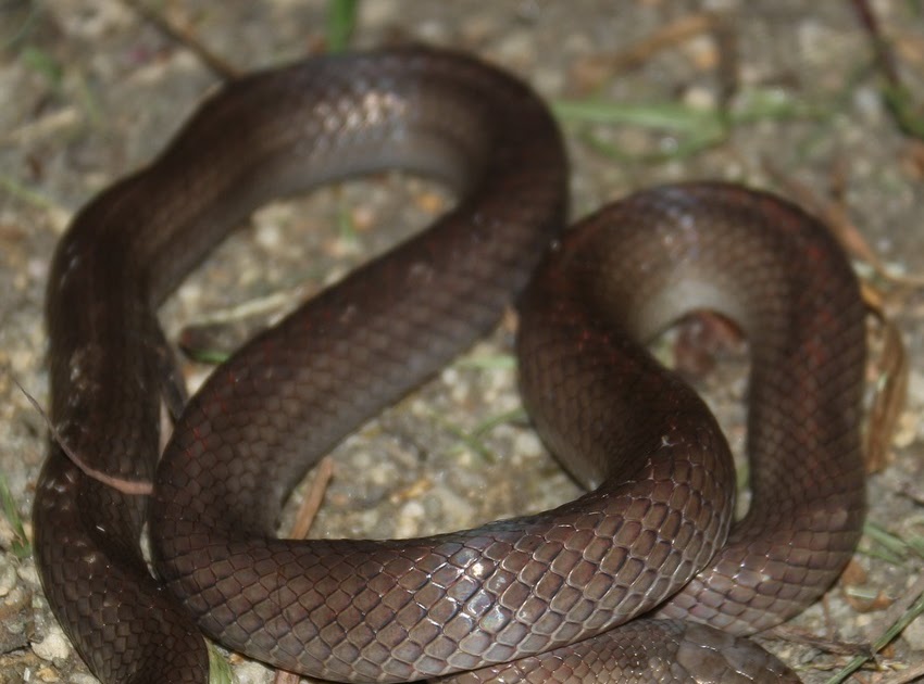 Species New to Science: [Herpetology • 2021] Oligodon phangan & O ...