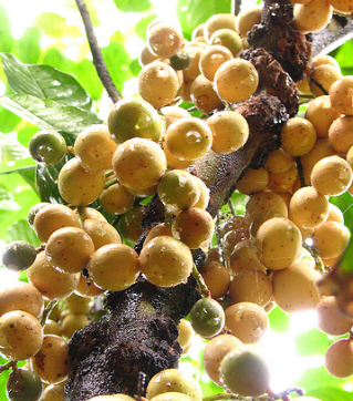 Kandungan dan Manfat Buah Langsat Bagi Kesehatan - HERBALDAYLY