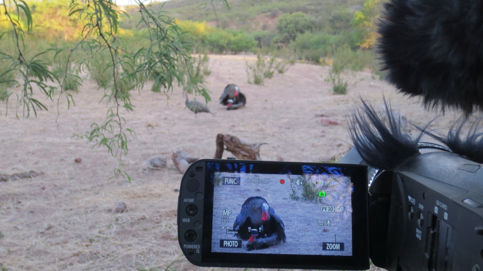 Colburn and Scott Outfitters: Gould's Turkey Hunts-Joe Bittner