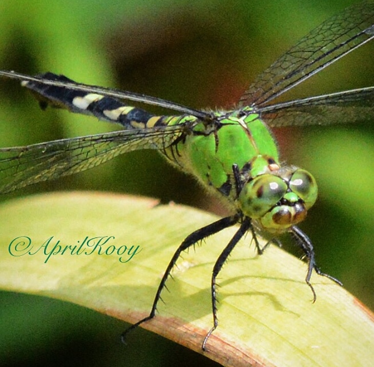 The Latest: Georgia Dragonfly Photos