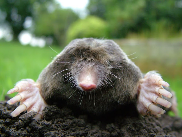 Broad Oak Magazine: SOMETHING FOR THE WEEKEND: Mr Mole, by Wiggia
