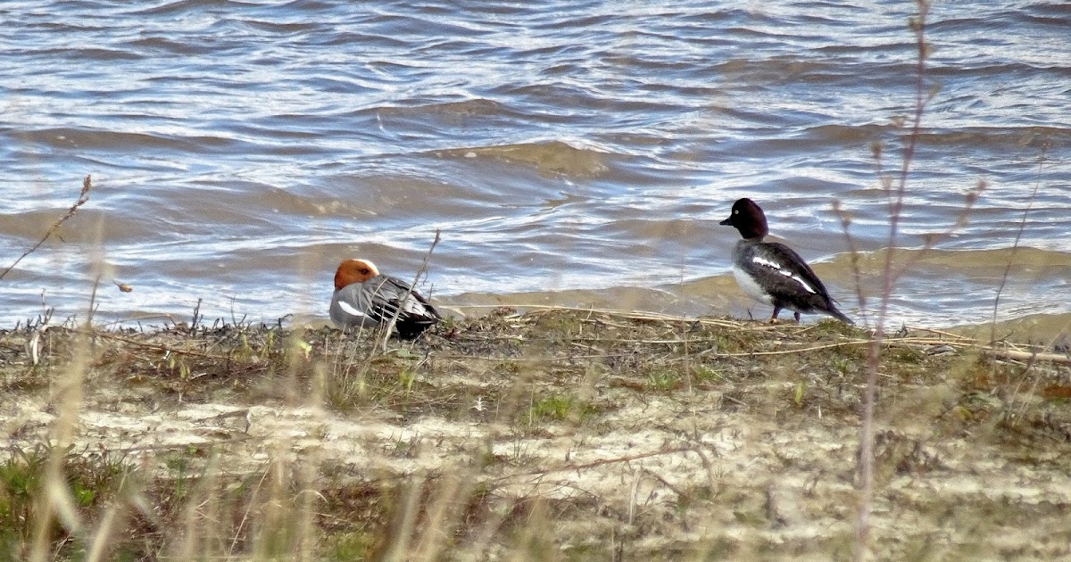 Annen jutut: LINTUJA birds