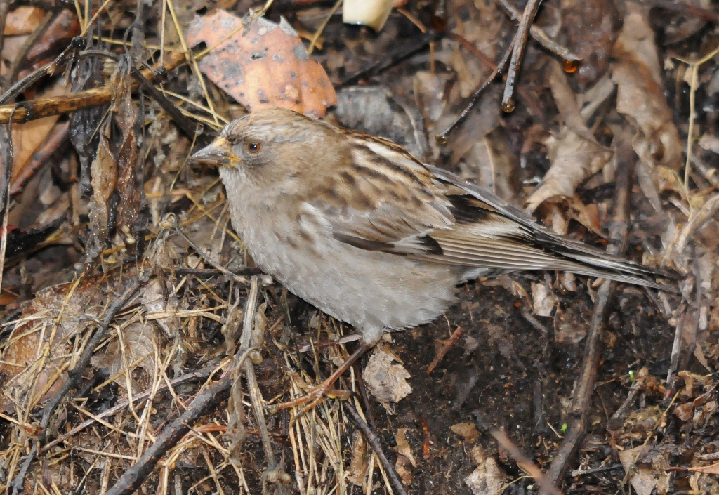 Bird Watching in Japan & Asia: Birdwatching in Bhutan 13 (18 - 30 April ...