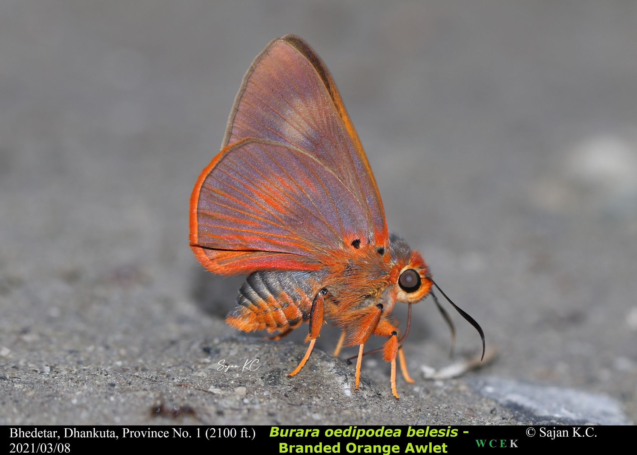 Butterflies of Nepal