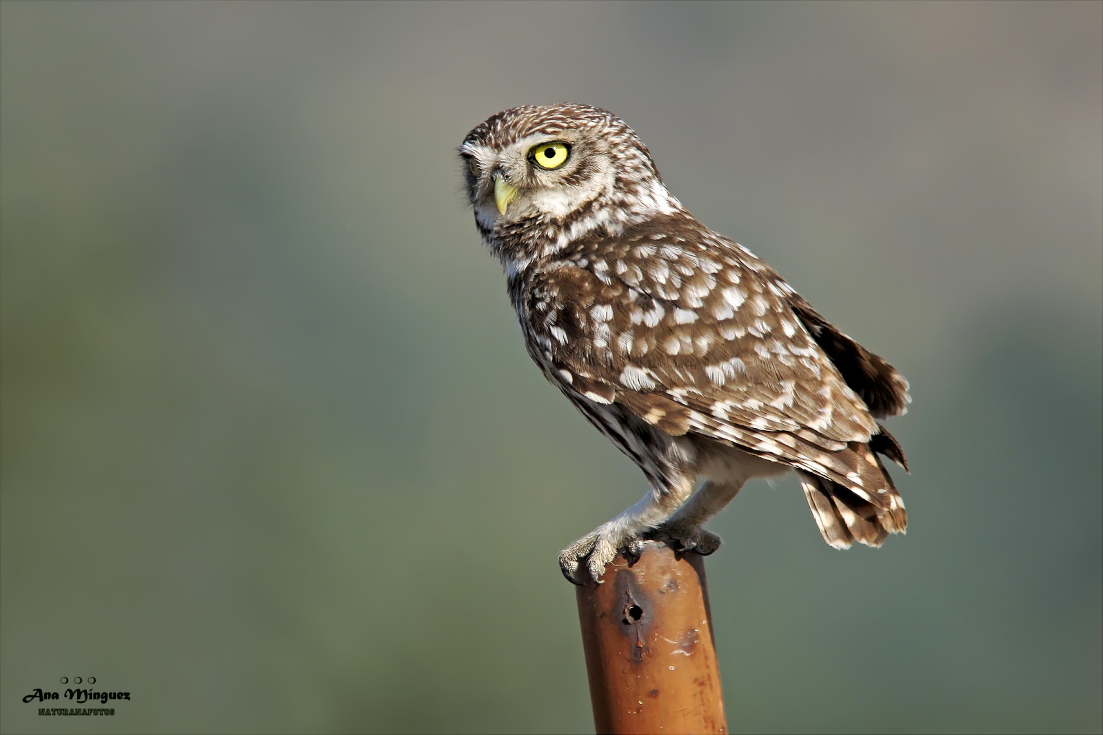 NATURANAFOTOS: Mochuelos