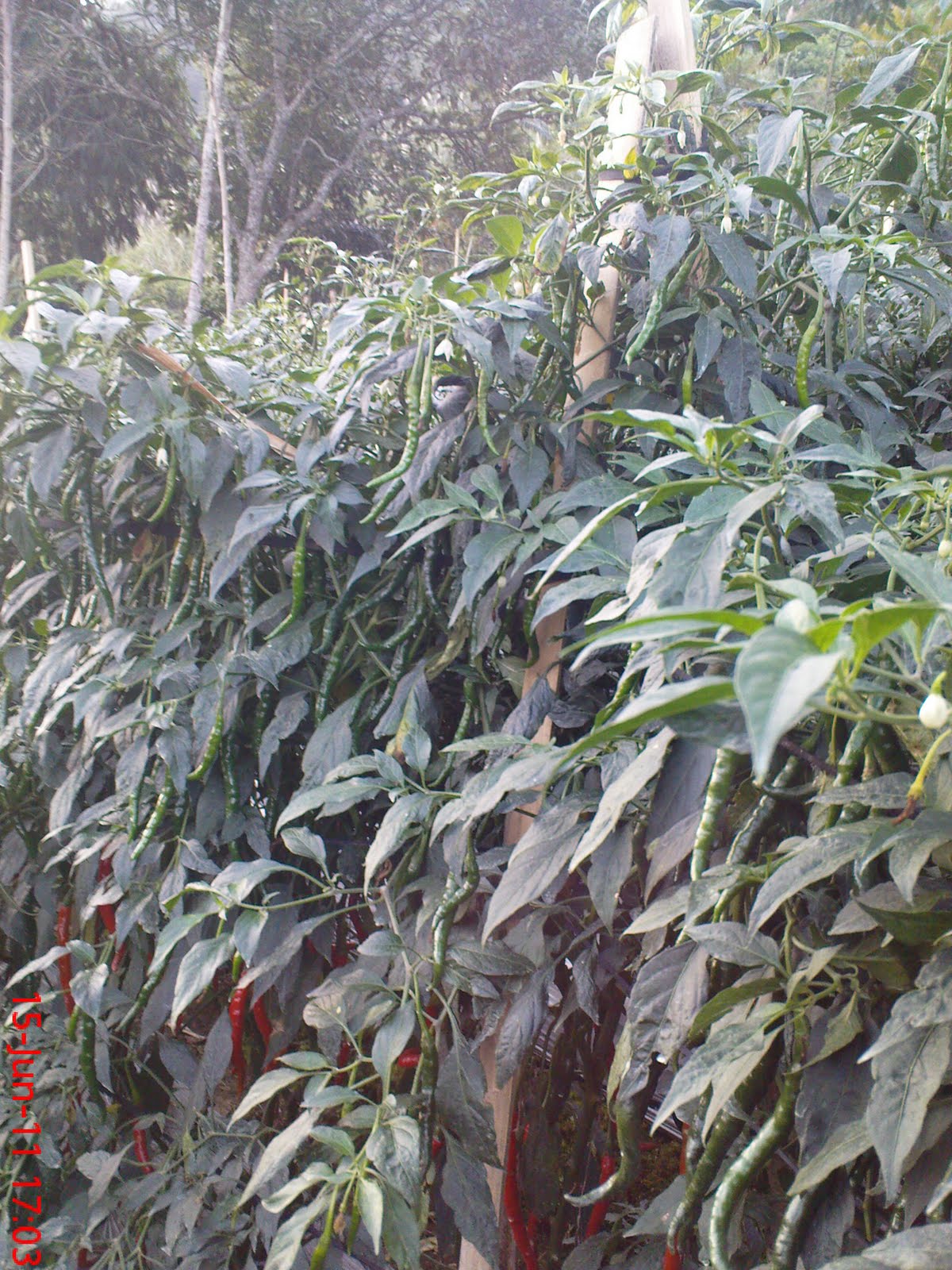 GAMBAR SUKSES BERCOCOK TANAMAN CABE | Tips Petani