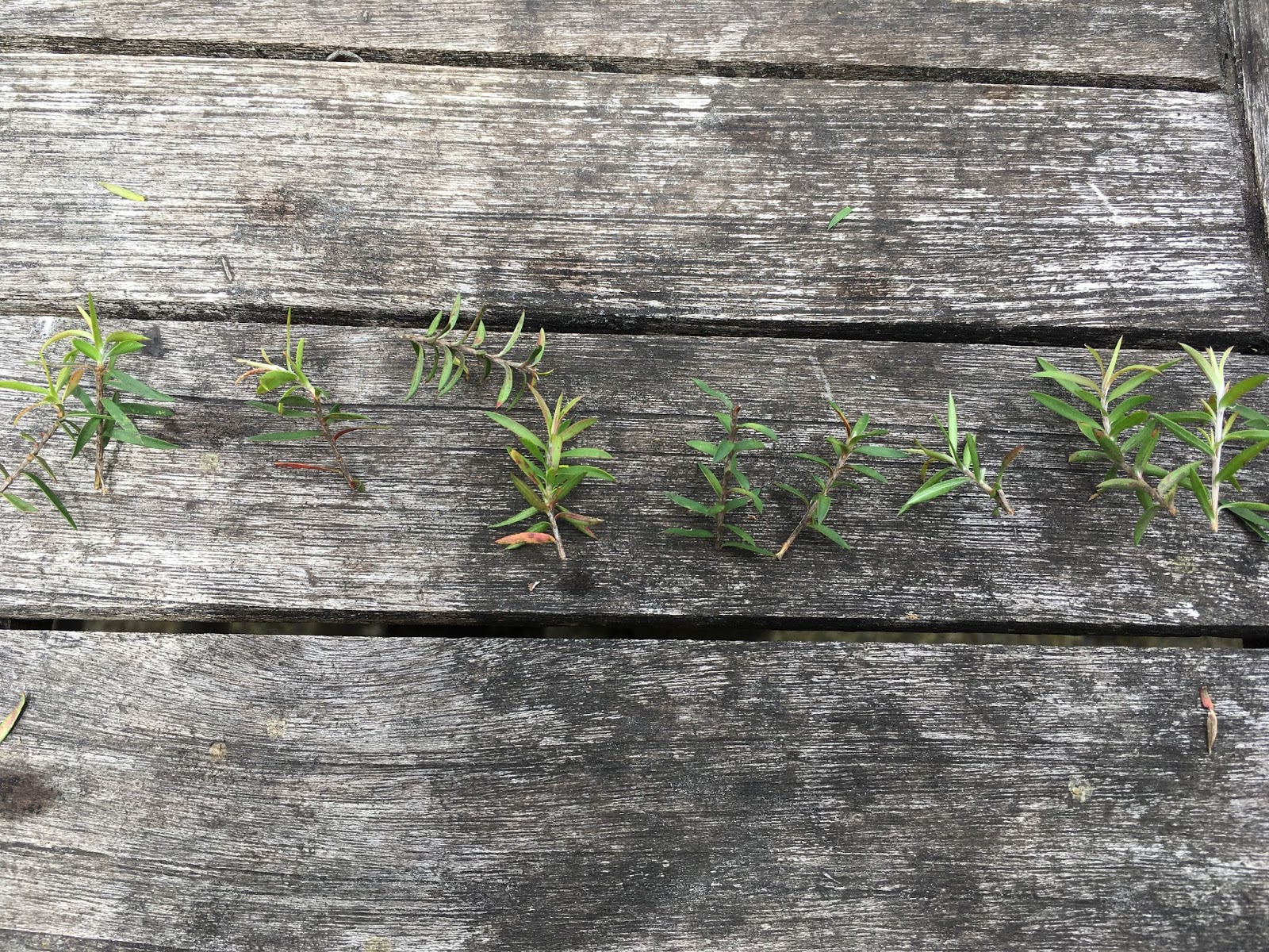 Beekeepers Blog: How to grow manuka from cuttings v2