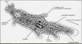 Animal-Like Protista ~ All From Hafidz