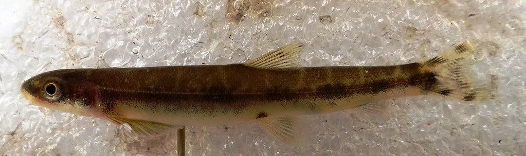 Artes de Pesca: ACTINOPTERYGII