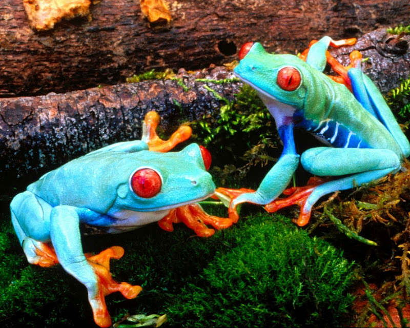 StYliSh zOne: 20 Amazing Frogs HD Wallpapers
