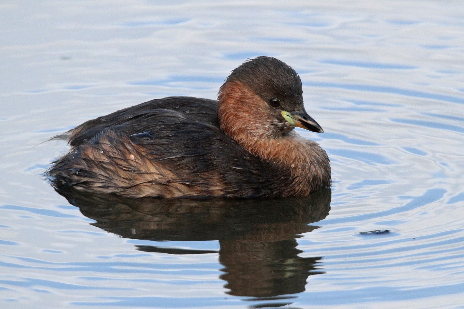 TrogTrogBlog: Bird of the week - Little grebe