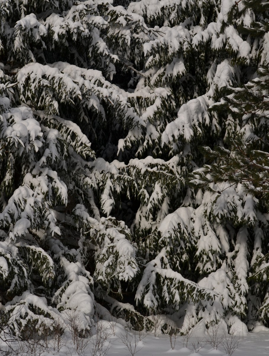 Woods Walks and Wildlife: March Snow!