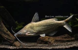INDONESIAN FRESHWATER FISH COMMUNITY - IFFC: 5 Species of Family ...
