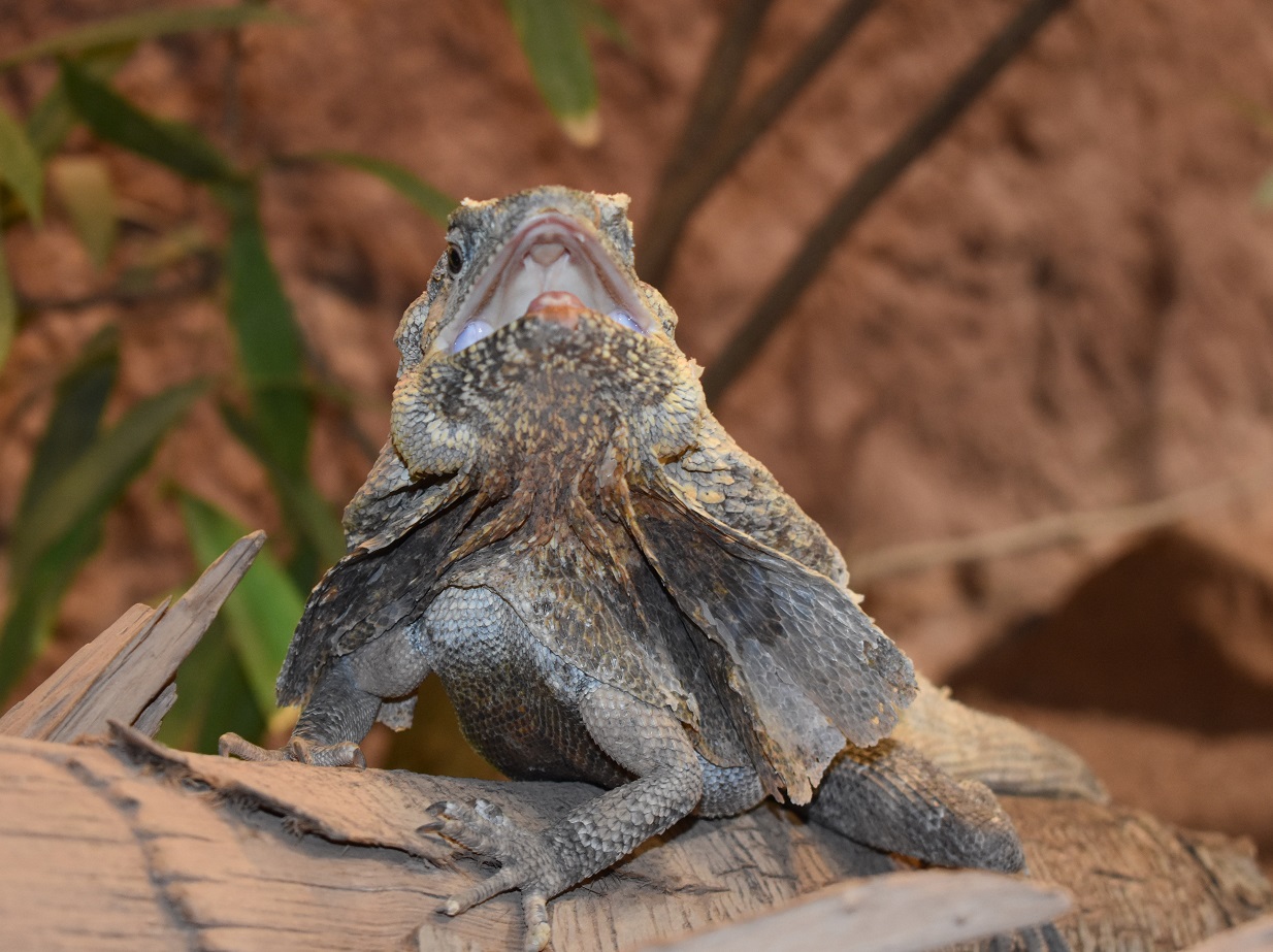 ZOOTOGRAFIANDO (6.096 ANIMALS): CLAMIDOSAURIO DE KING / FRILL-NECKED ...