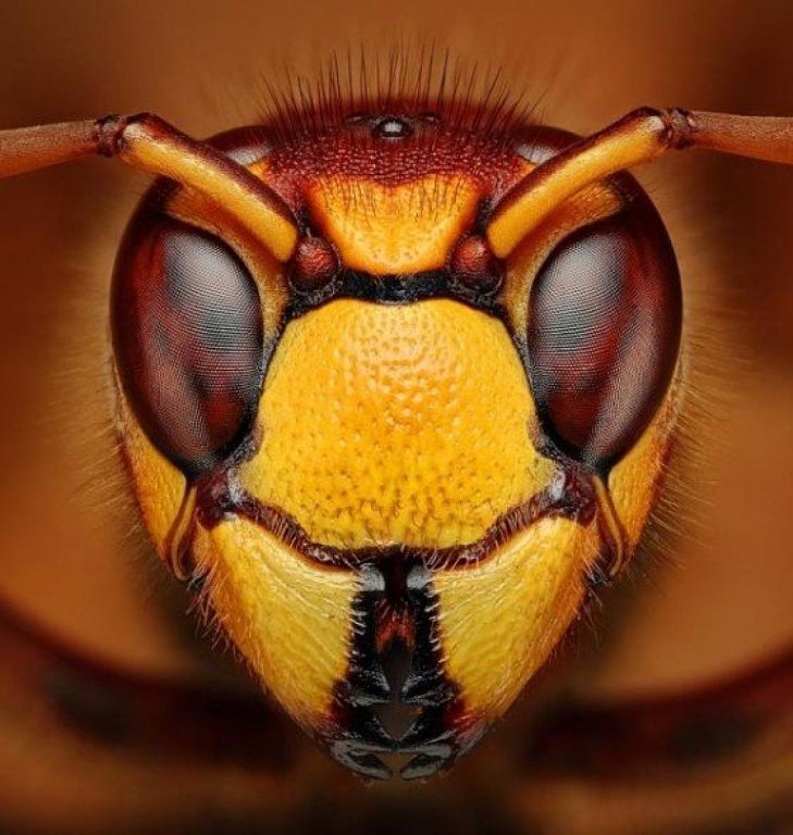 SARH Inc.©: Las 10 imagenes de insectos mas increibles!