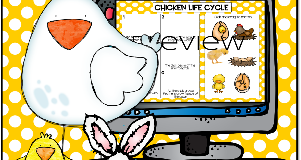 1st Grade Hip Hip Hooray!: Bunnies and Chicks...Informational Text