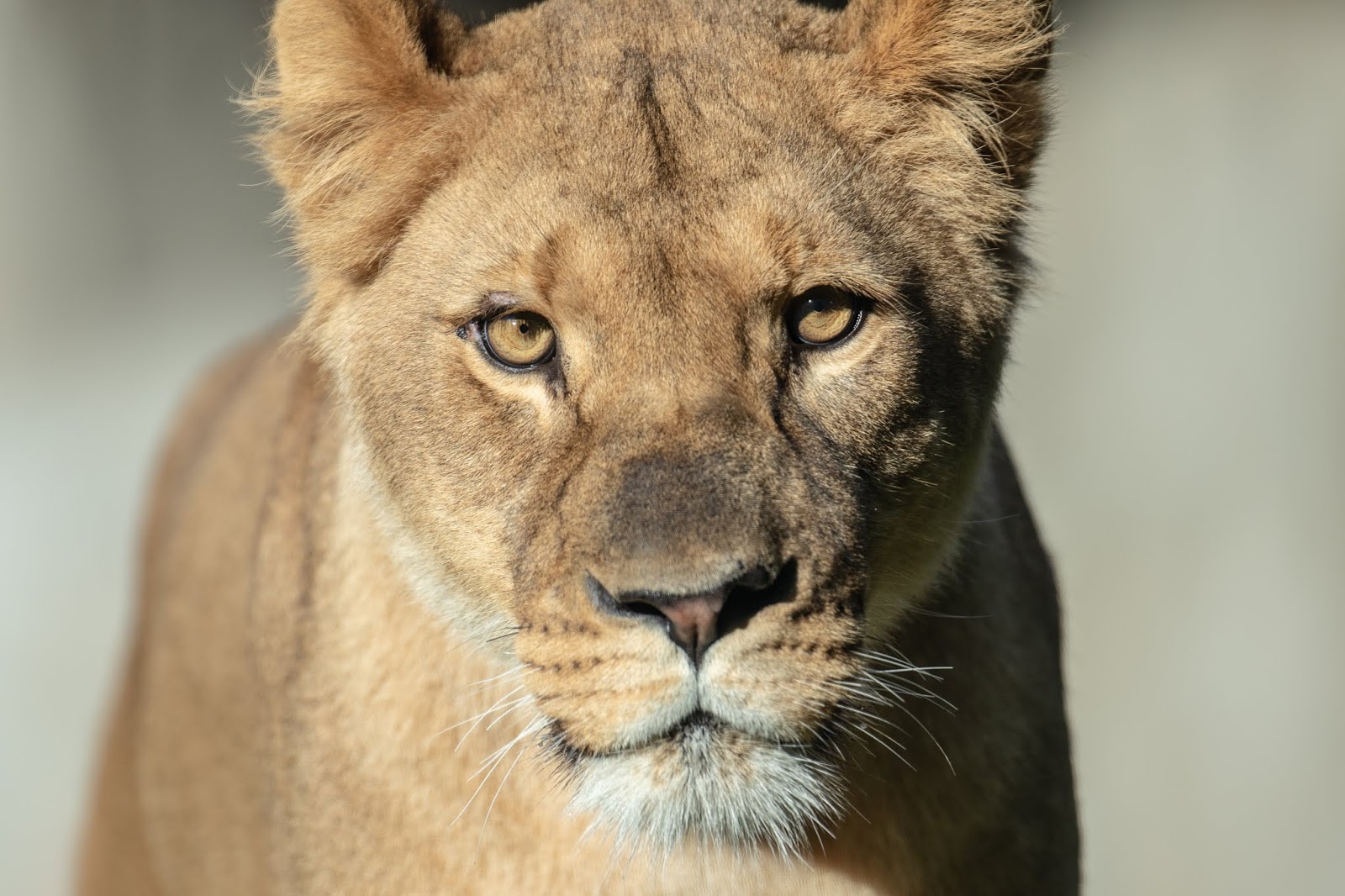 2-year-old lionesses, Kamaria and Ilanga, join Xerxes on the African ...