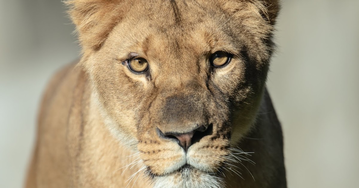 Woodland Park Zoo Blog