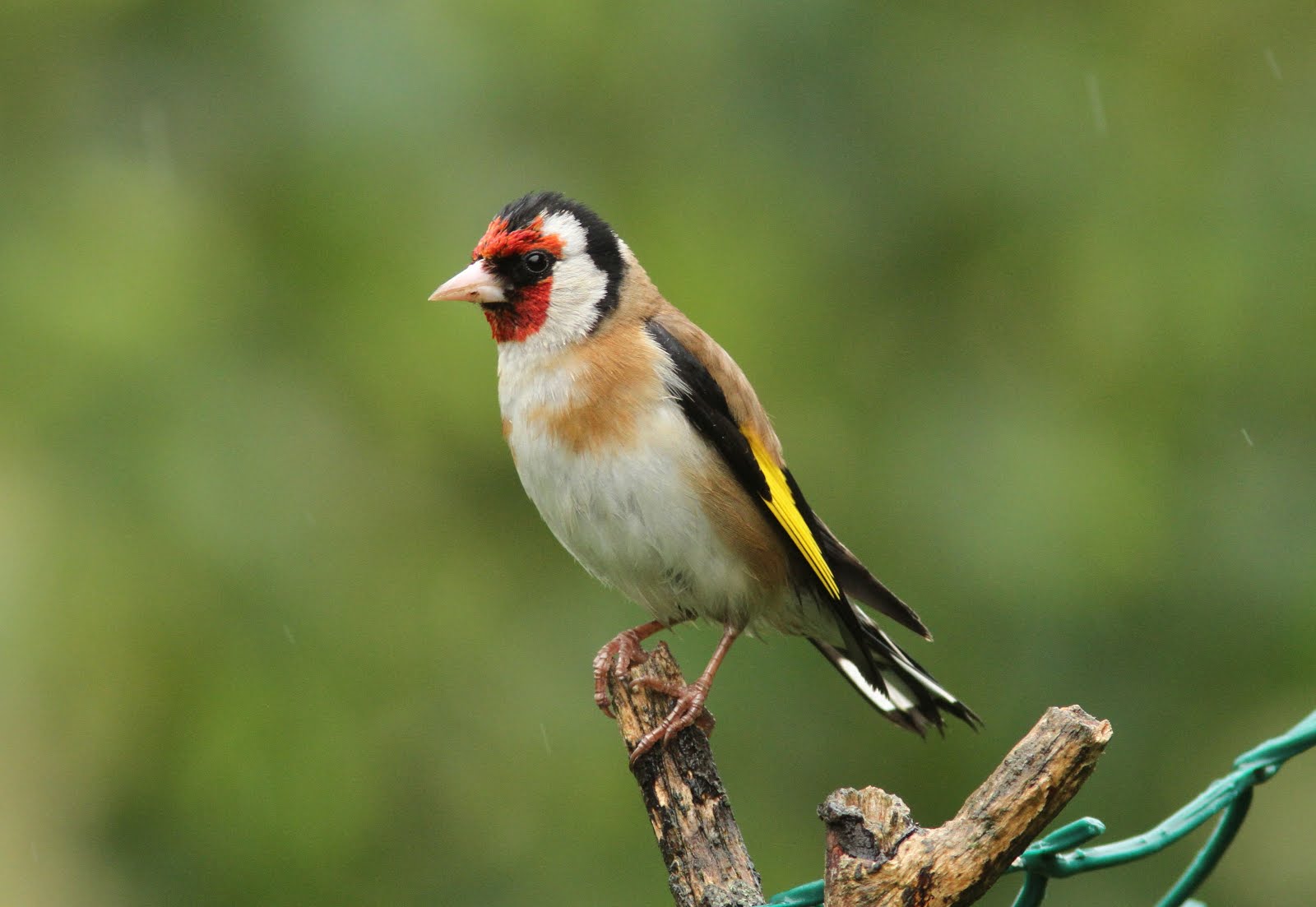 BirdWatch Ireland's Conservation Team blog: Irish Garden Birds ...