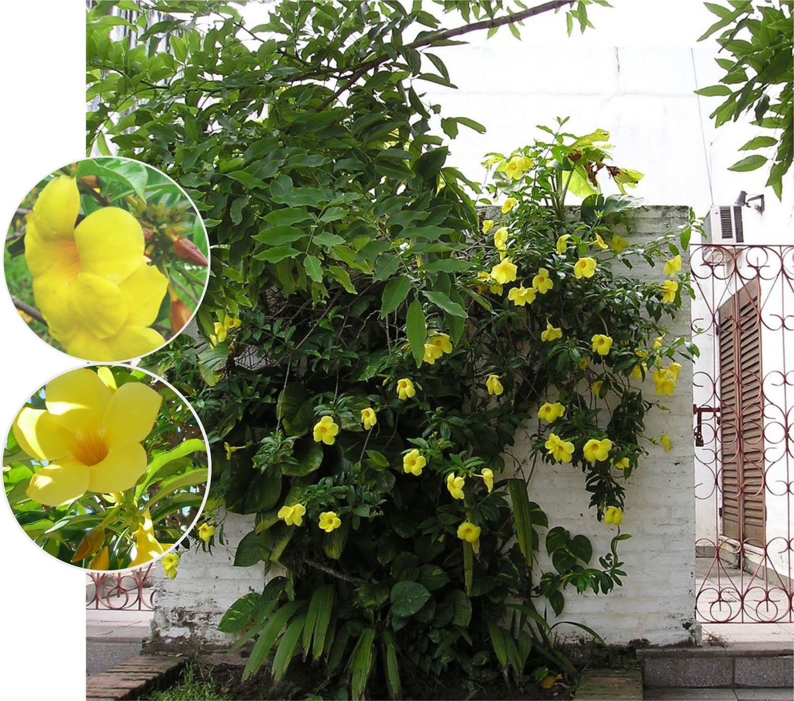 v e r d e c h a c o: Alamanda