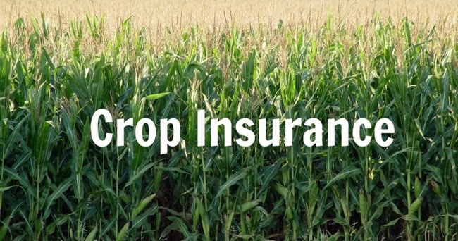 The importance of crop insurance for farmers.