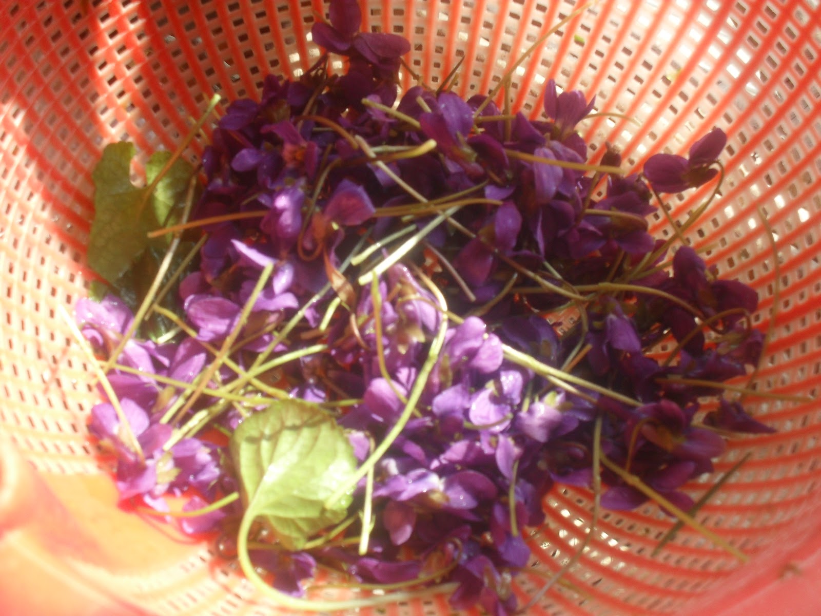 RACCOGLIERE LE VIOLETTE